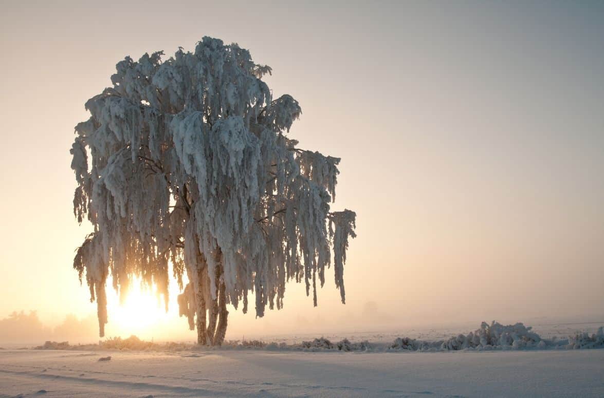 Yggdrasil: The Sacred Ash Tree of Norse Mythology - Scandinavia Facts
